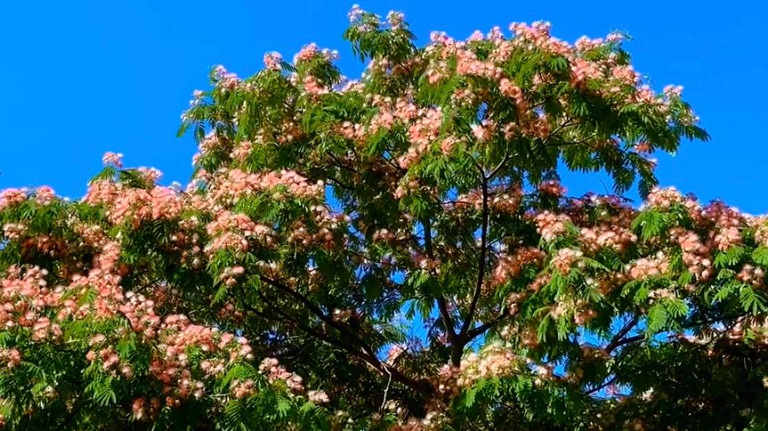 Крымская акация. Необычное растение. #ленкоранскаяакация #альбиция