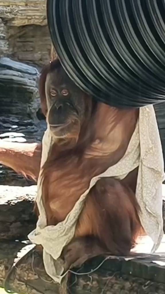 Орангутан самка Чава.