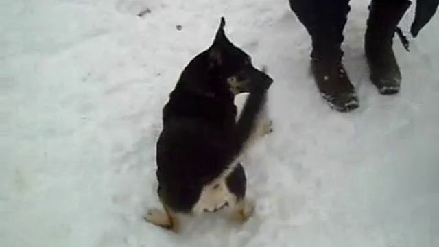 Мал- да удал - Small- yes dashing