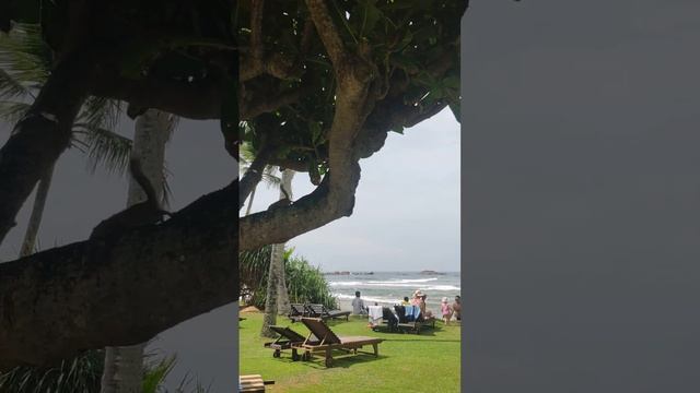 Угадай, кто это? Шри-Ланка, Хиккадува.