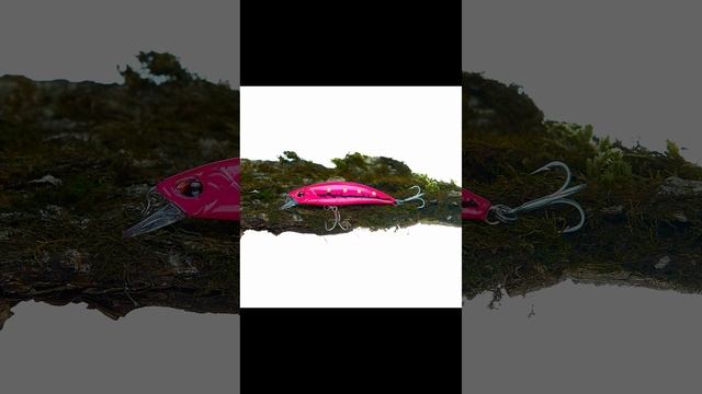 Ловля кунджи на воблер 60 мм (6,4 гр) от Mr. Musurok #shorts