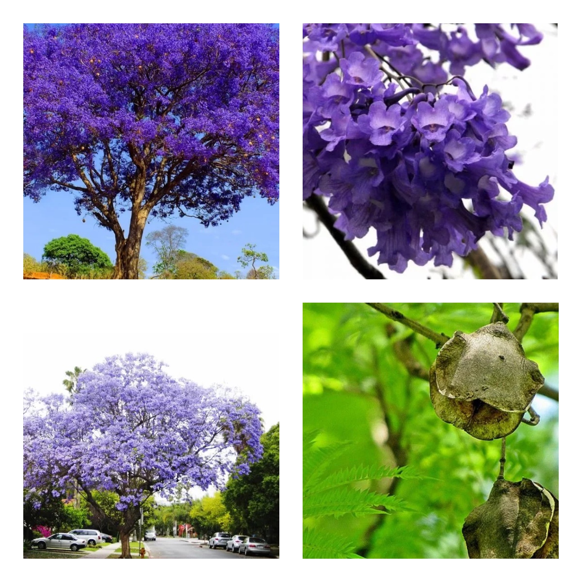 Жакаранда мимизолистная (Jacaranda cuspidifolia) - руководство по проращиванию