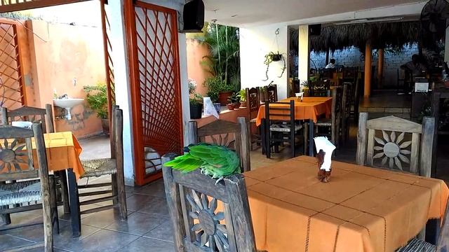 Попугай-администратор в кафе. Мексика. Parrot-Administrator Café en México. Hola? Qué pasa amigo?