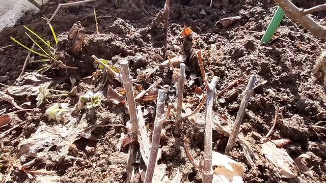 На даче. 4 апреля 2023 года ???