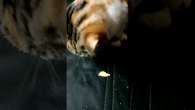 Неправильная кошка. Кошки любят рыбу и колбасу? Как бы не так!