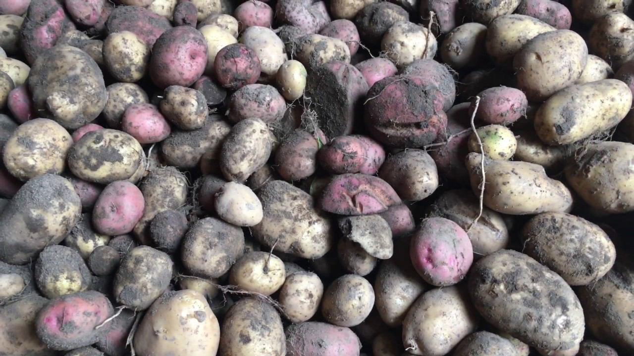 2.Приходская картошка 15.09.2019