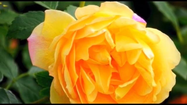 Стихи. Есть в мире хорошие люди