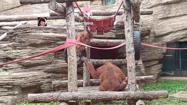 Орангутаны бабушка Чапи с внучкой Алисой.