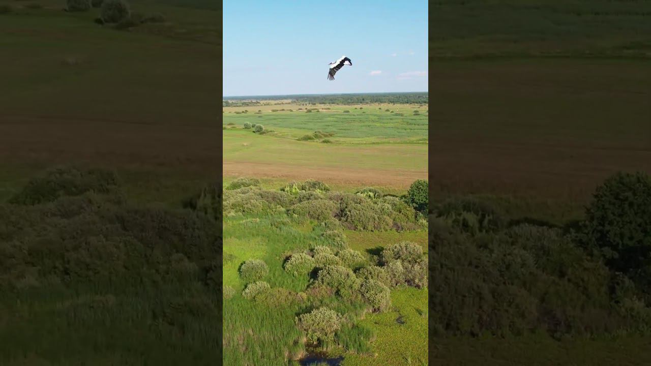 #storks #nature #drone #djiair2s #travel