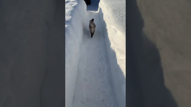 вредный_кот