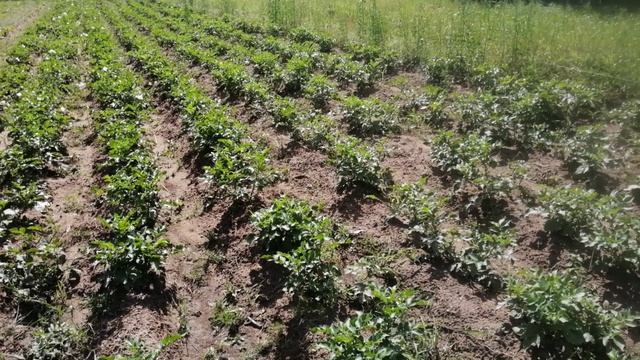 Картошка 16 июля 2022