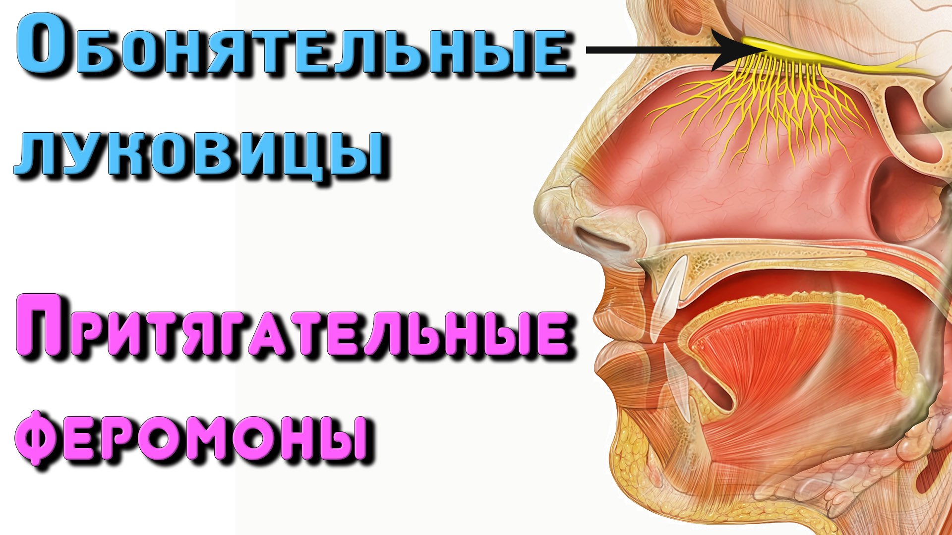 Обонятельные луковицы - Притягательные феромоны