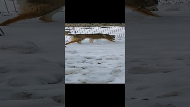 Покоритель вершин.mp4