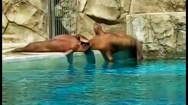 Калейдоскоп zoo