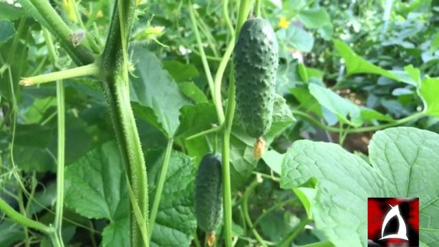 Дачные зарисовки 2021.
Помидоры.mp4