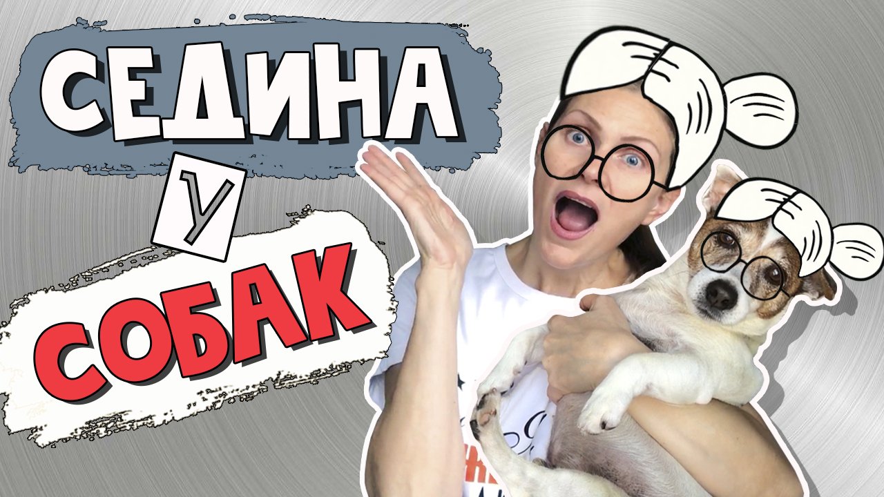 Ранняя СЕДИНА У СОБАК: причины и профилактика. Почему собака седеет. Старость у собак