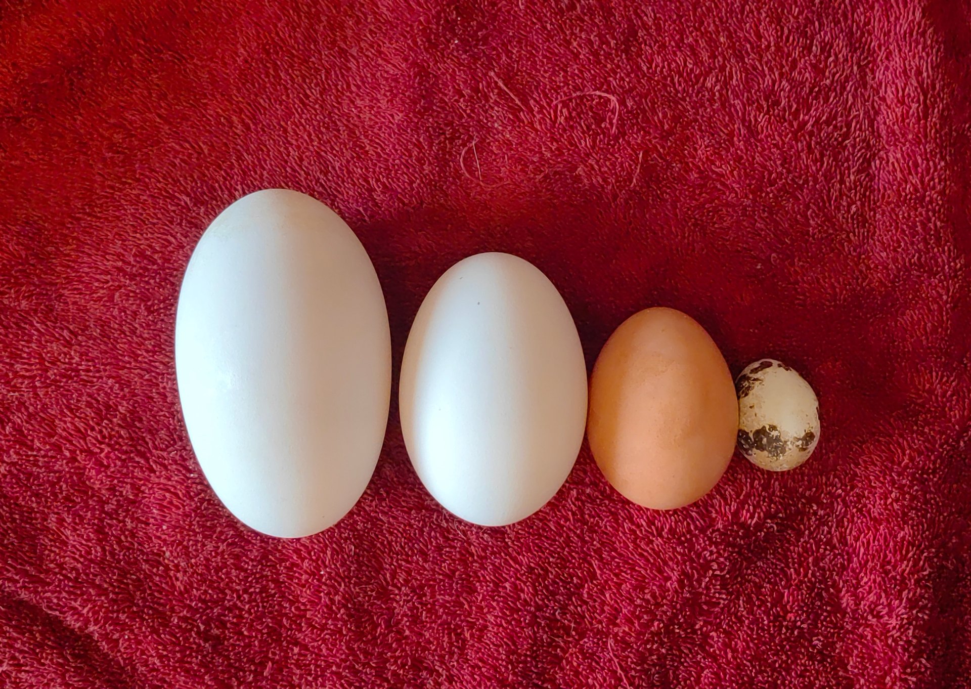 Гусиные, утиные, куриные и перепелиные яйца разница между ними в весе и размере