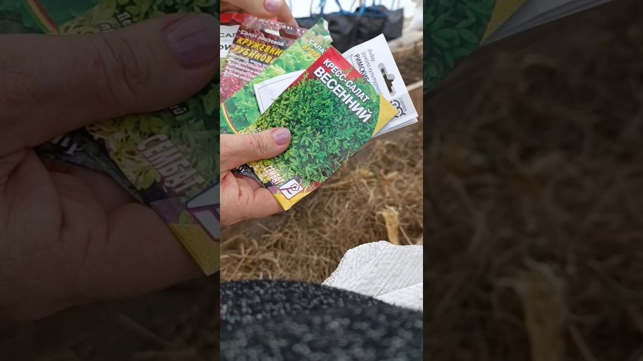 Ранний посев в теплице: зелень, севок на перо