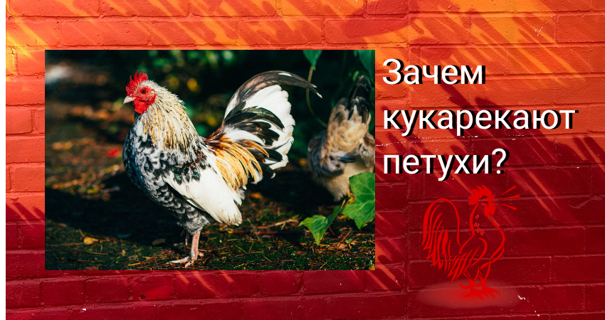 Почему петух кукарекает.