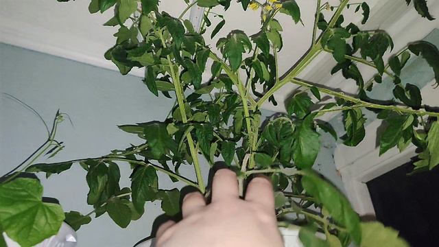 Томат Золотая гроздь