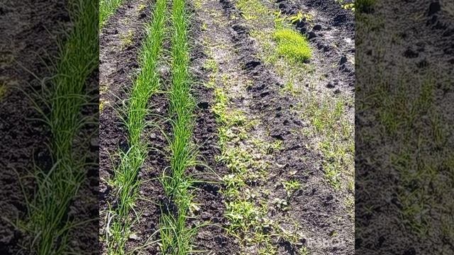 Обзор огорода 10.06.22.