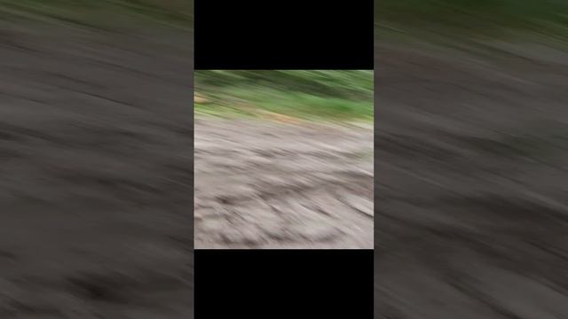 лесная дорога #трэш #экшен #секс #rutube #shorts