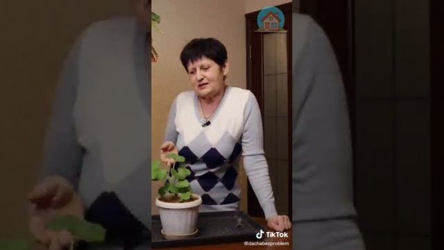 Как не перелить комнатные растения