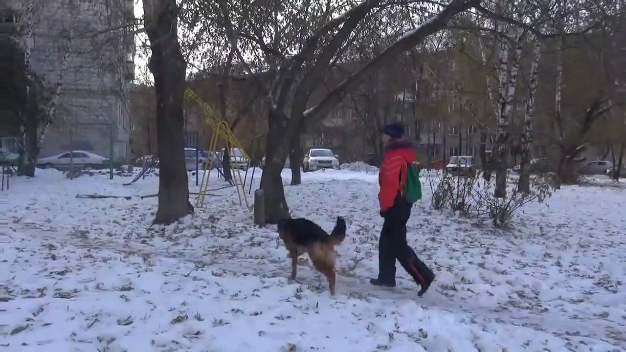 АГРЕССИЯ. Кинлогический центр Барс.  Дрессировка собак в Новосибирске.