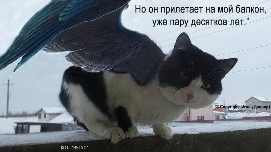 Ручной Дракон