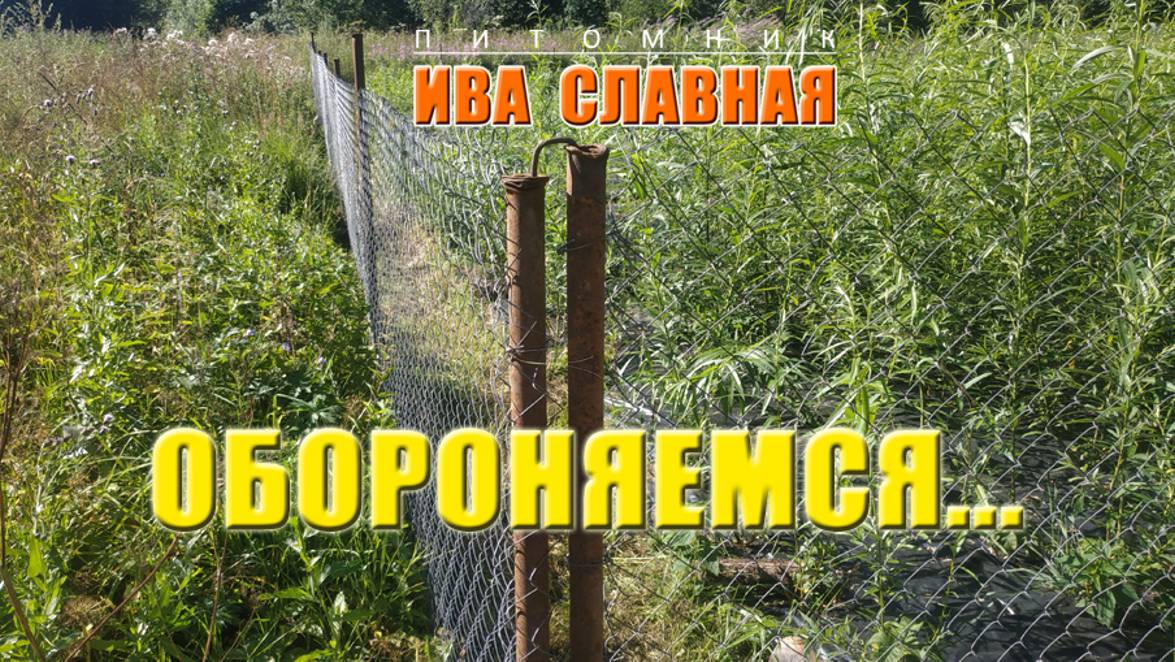 Ива Славная: Обороняемся... (23.07.2024)