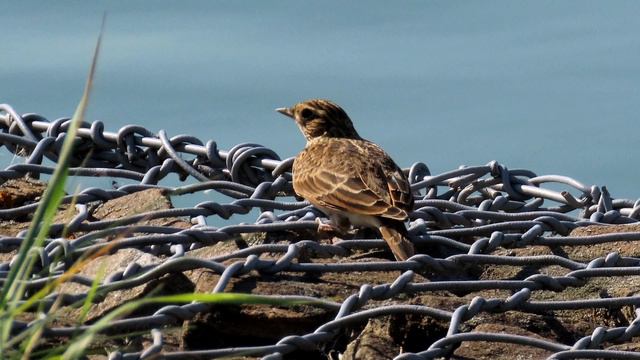 Жаворонок полевой_#2, Крылатское, 16 сентября 2024