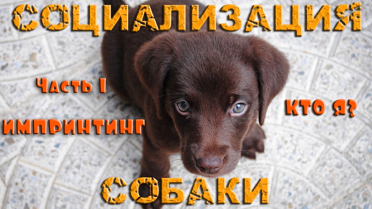 Социализация собаки. Часть 1: Импринтинг / Кинология / Зоопсихология