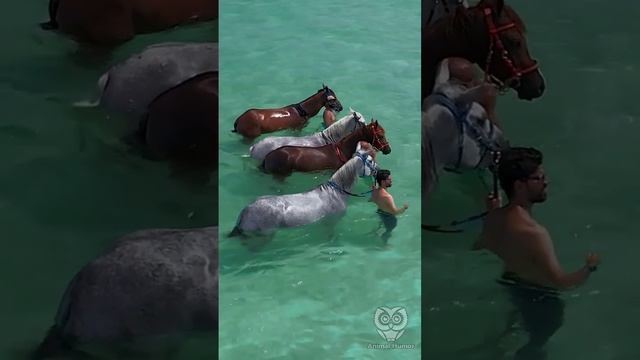 Морские коньки.