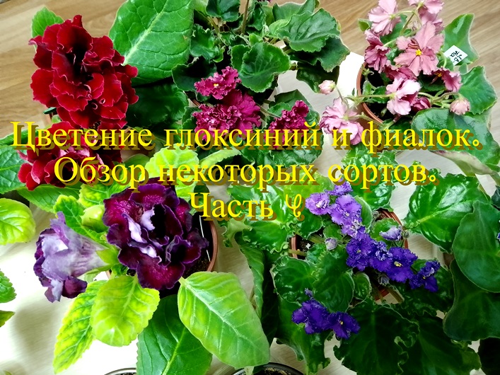 Цветение глоксиний и фиалок. Обзор некоторых сортов. Часть 4.