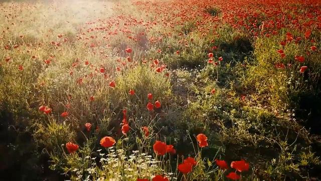 РОСЫ ВЕШНИЕ