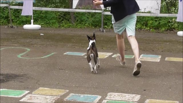 Басенджи, видео с выставки собак в Великом Новгороде 19 июня 2022