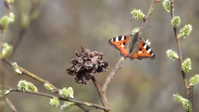 БАБОЧКА И РОЗА НА ИВЕ