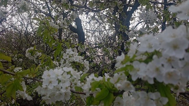 Атмосферное видео цветущие сады.