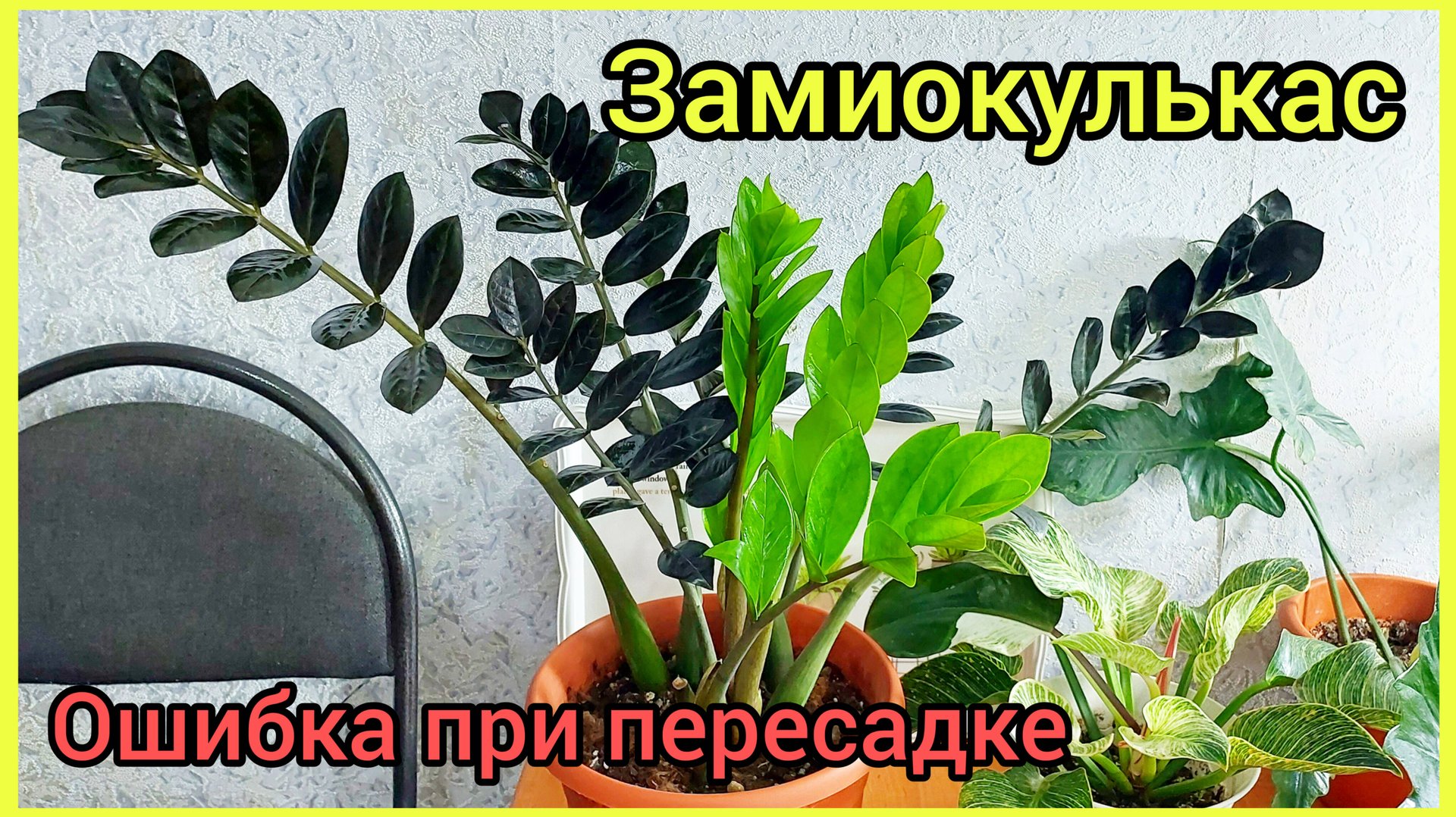 Ошибка при пересадке🌿 #ЗАМИОКУЛЬКАС 🌿Как исправляла #долларовоедерево #цветы #растения #суккуленты
