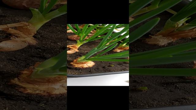 Мой лук на окне.