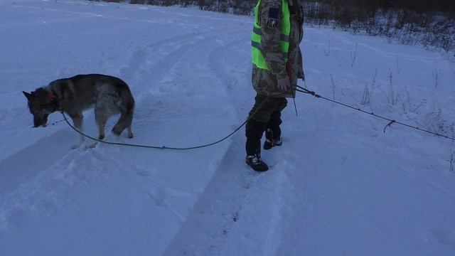 Охота на копытных. Косули, кабаны и лось. Driving hunting for roe deer, wild boar.