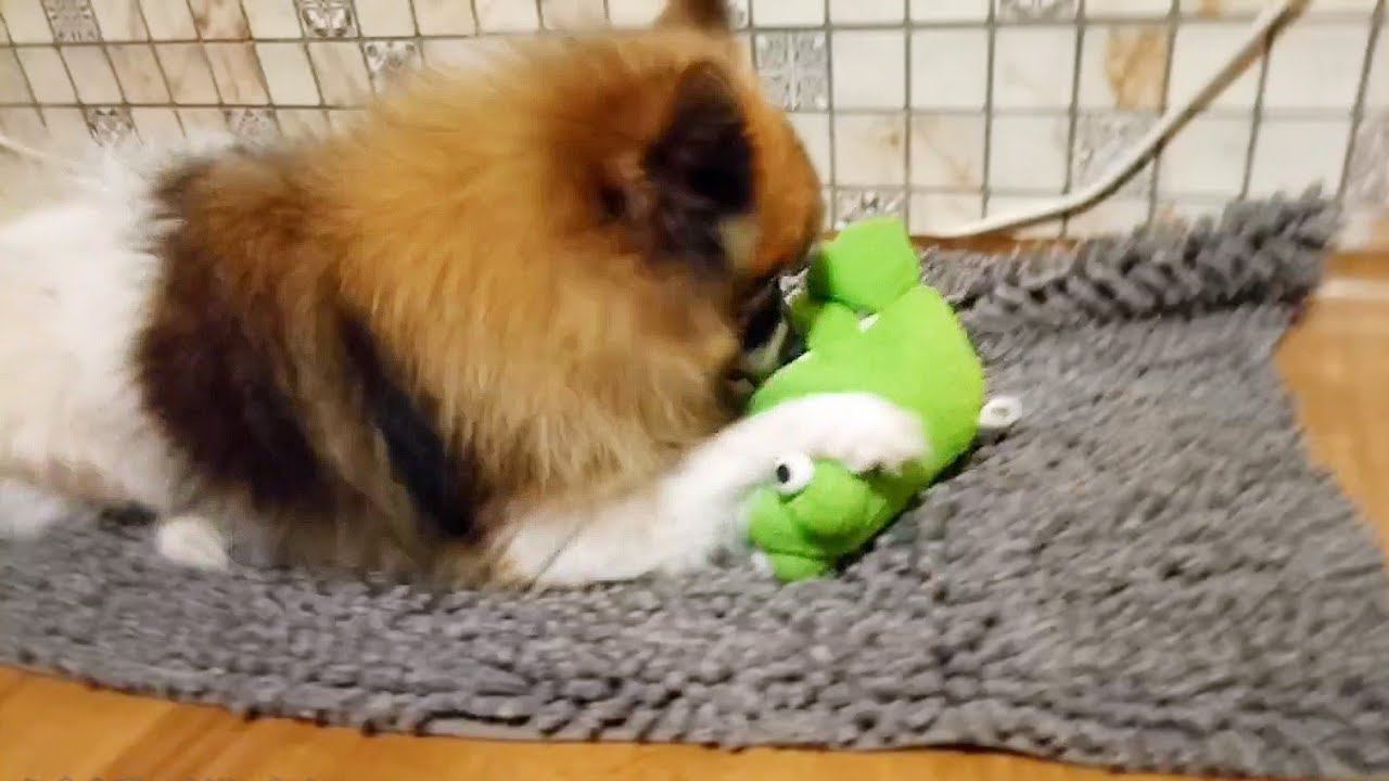 Жабка вместо тапка. Как Джоли меня встречает. 28.12.2021