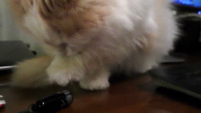 Моя кошка Муся Айя. Aya&BDO. Илья Химич LukBigBox