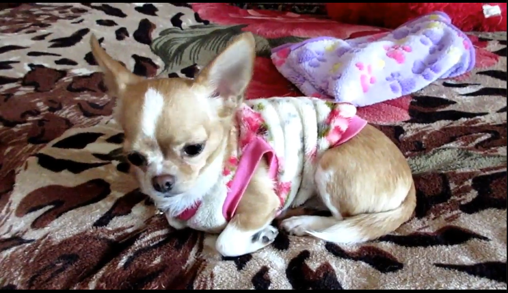 Мини чихуахуа, как выбрать размер одежды  Mini Chihuahua puts on new clothes.mp4