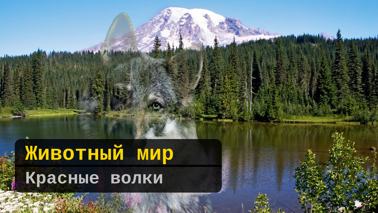Животный мир. Красные волки