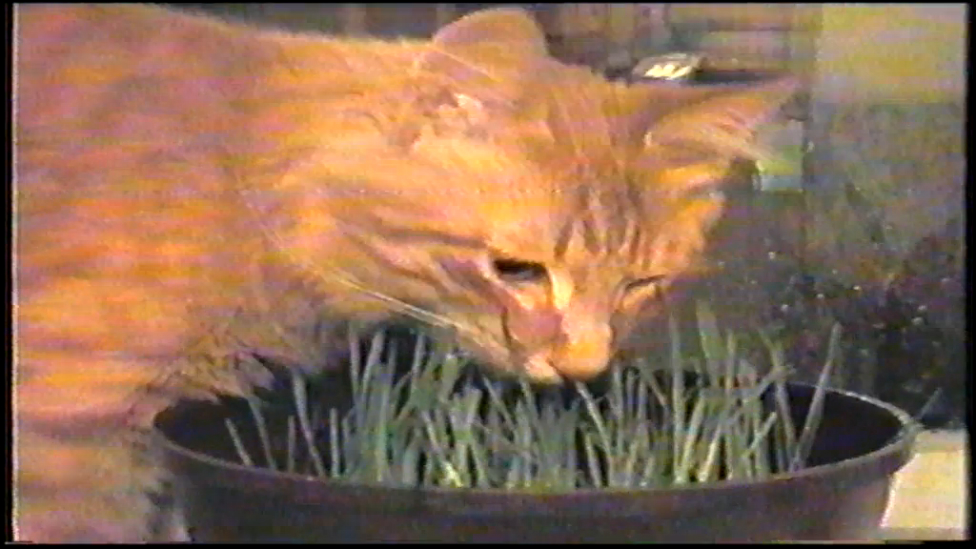 Хроника 2005(2)(Степка и травка,На алтынке на лыжах за машиной,у Администрации)