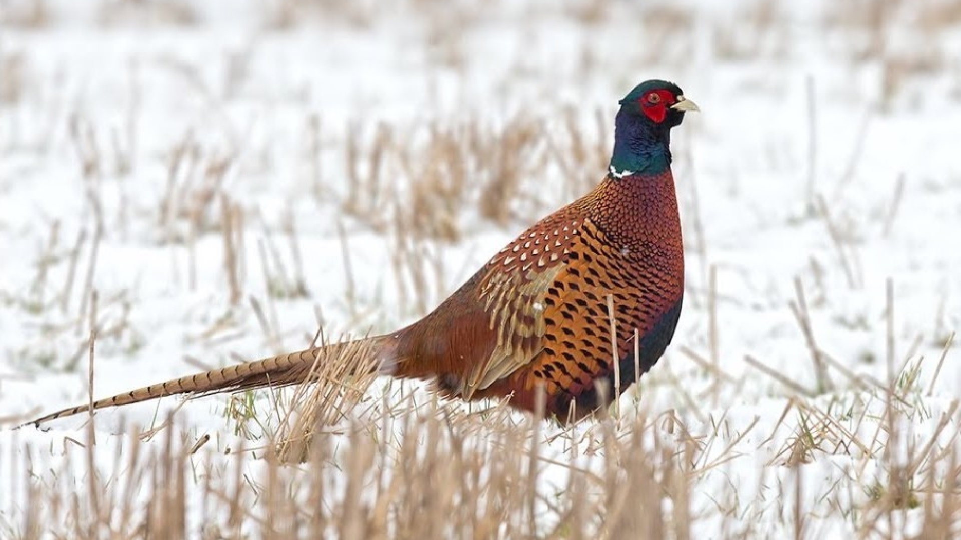 Охота на фазана