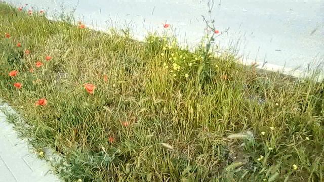 Анапа. Маки в Горгиппии