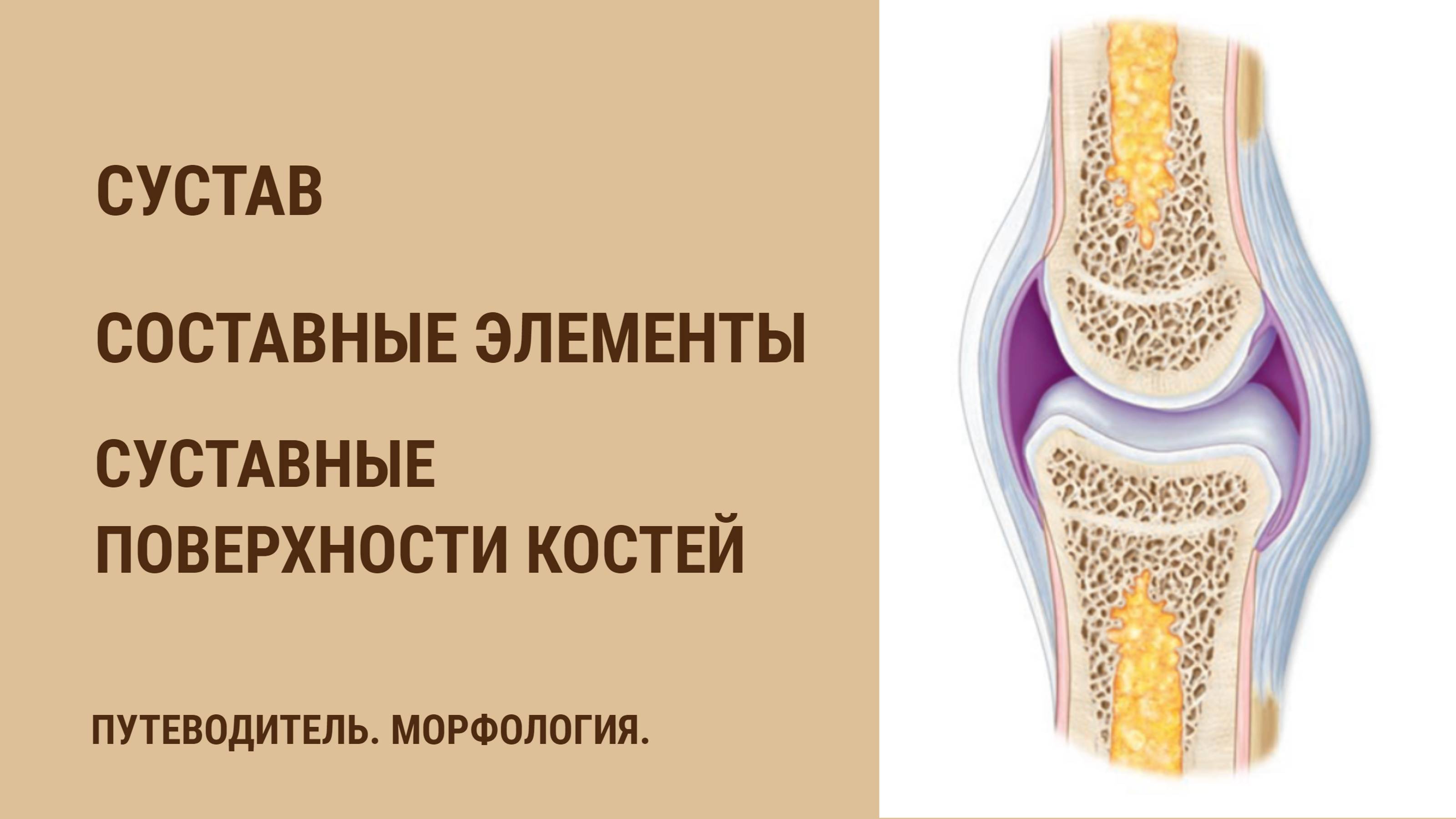 Сустав. Составные элементы сустава. Суставные поверхности костей.