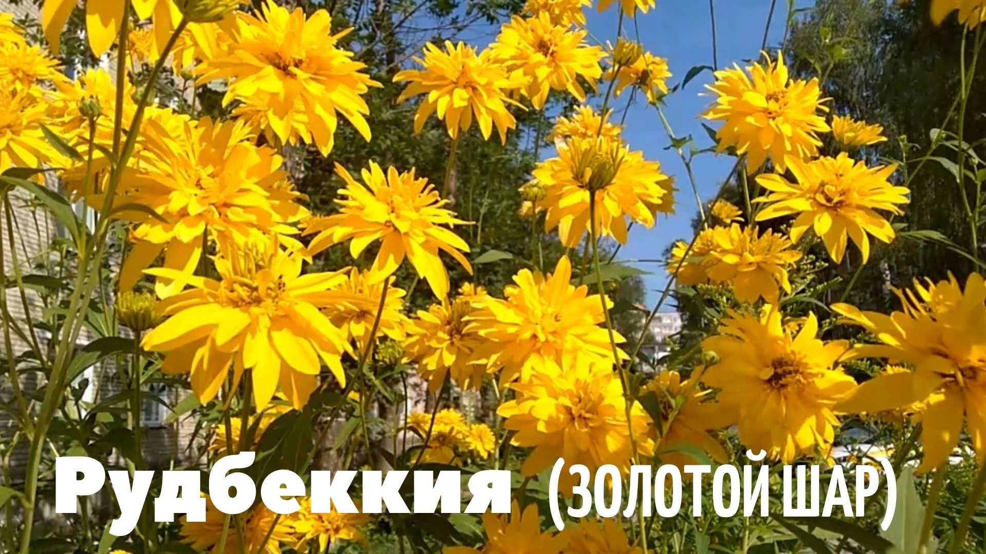 Рудбекия (золотой шар). Неприхотливое и по-своему красивое растение!